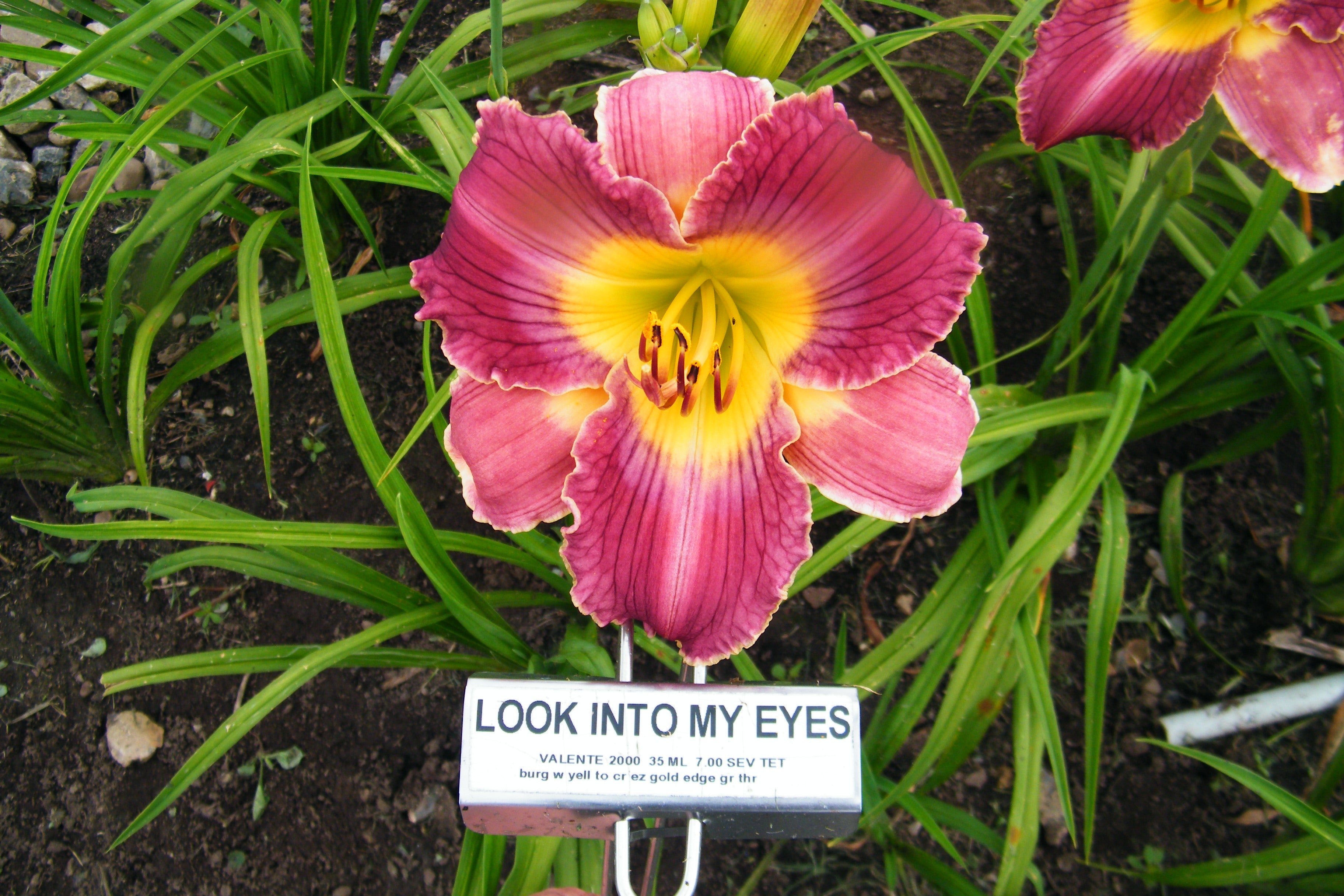 LOOK INTO MY EYES QB Daylily Gardens LOOK INTO MY EYES QB Daylily Gardens