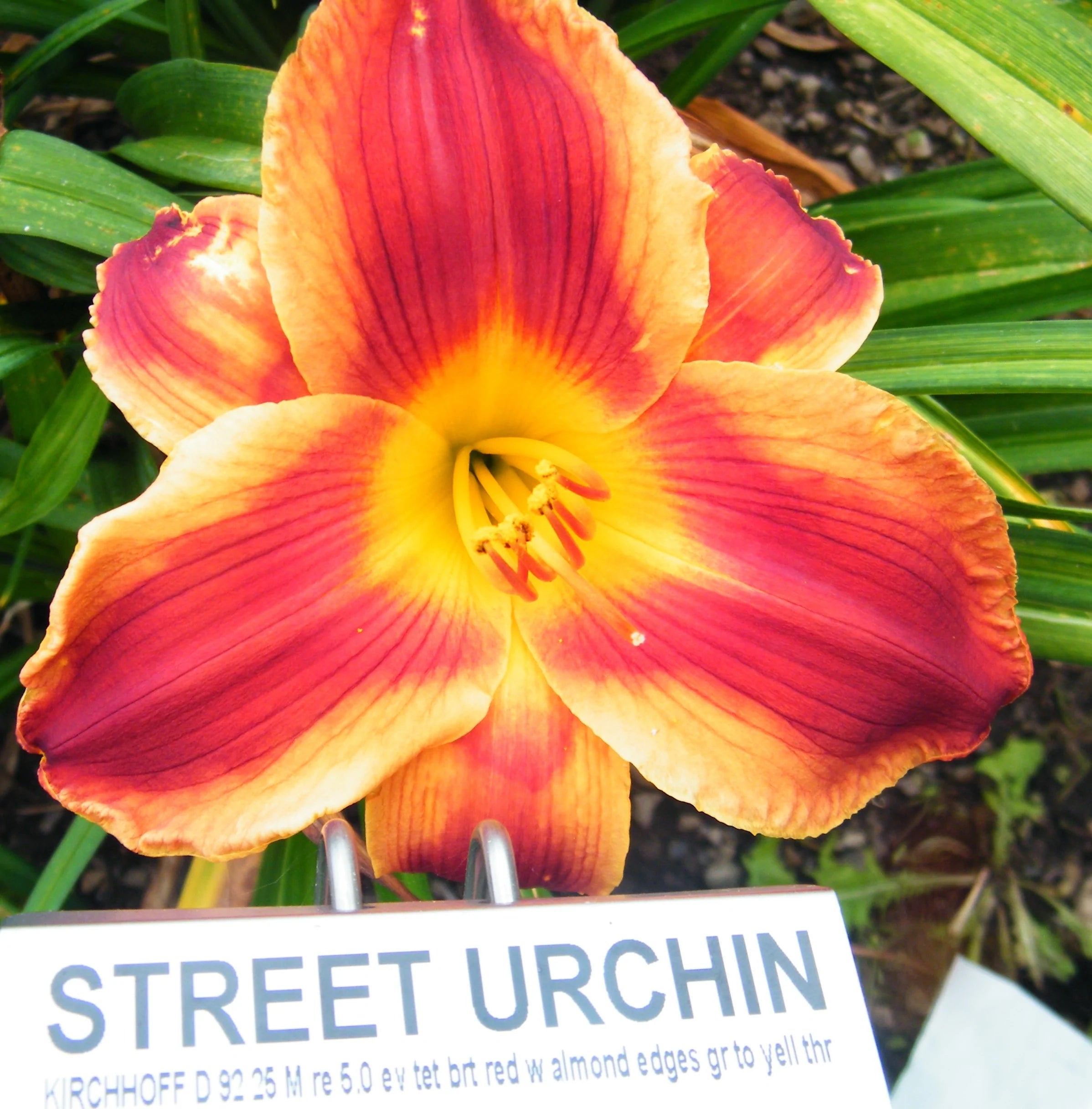 STREET URCHIN QB Daylily Gardens STREET URCHIN QB Daylily Gardens