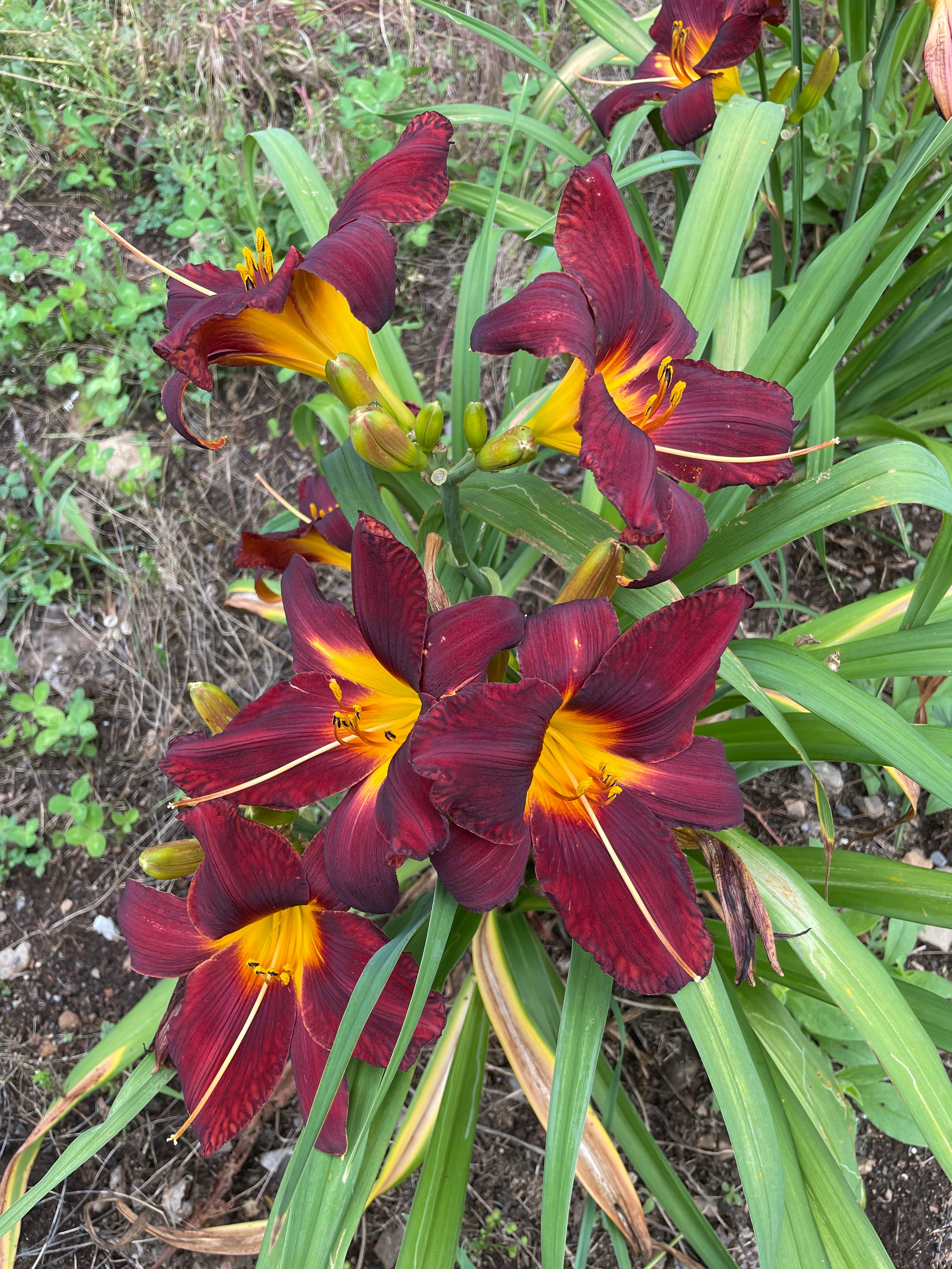 BENZINGER'S EARLY RED [BERPY15] – QB Daylily Gardens