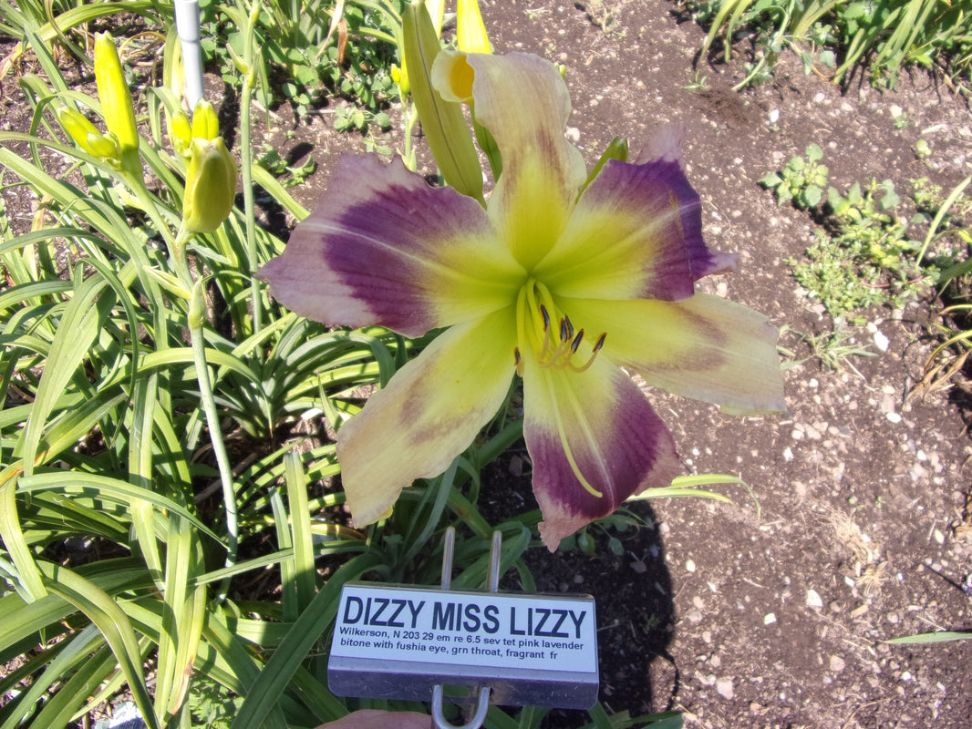 Products – Page 13 – QB Daylily Gardens