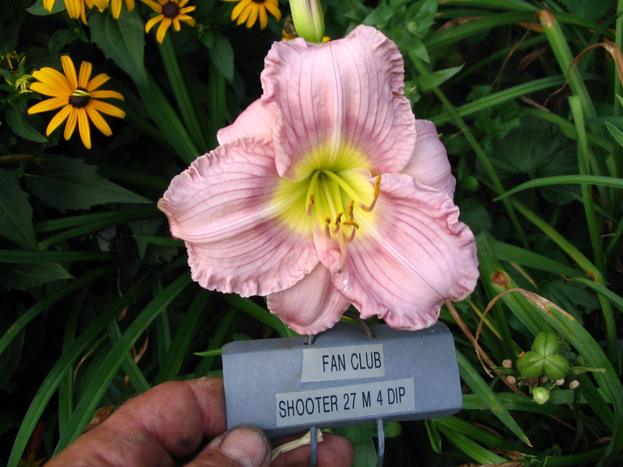 FAN CLUB – QB Daylily Gardens