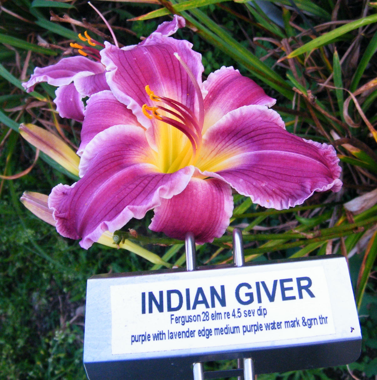 INDIAN GIVER – QB Daylily Gardens