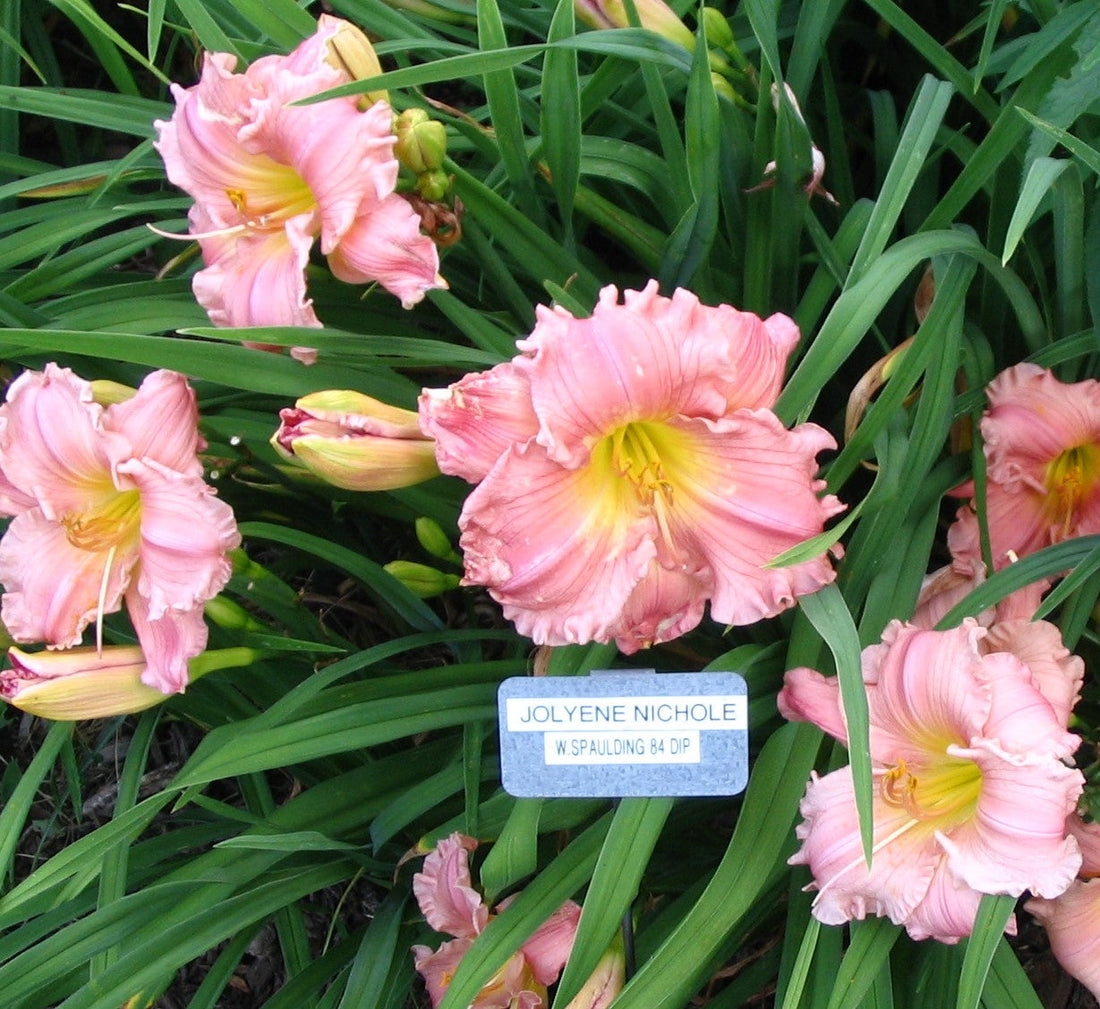 JOLYENE NICHOLE – QB Daylily Gardens